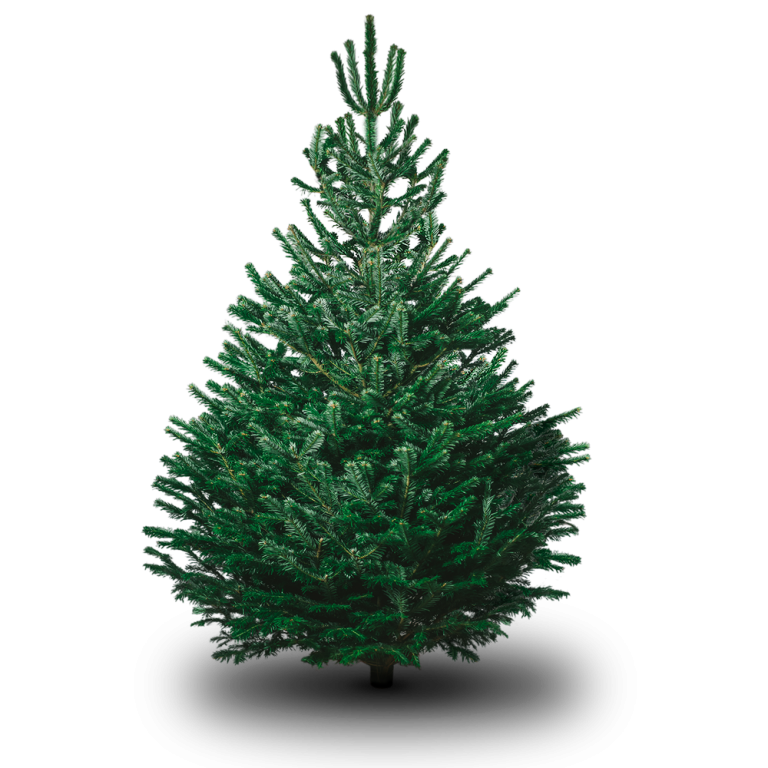 Leigh Trees – 07988816997