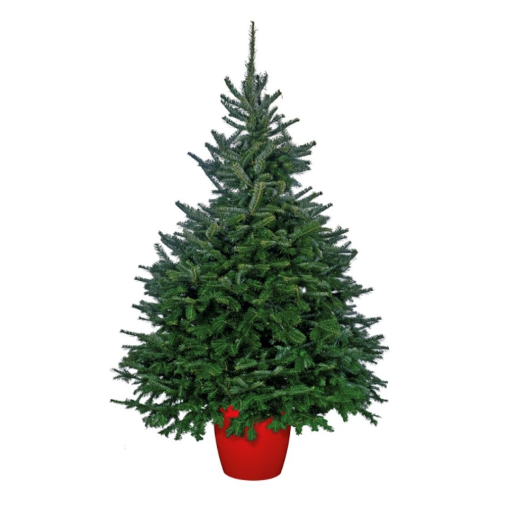 Fraser Fir (Rental) – Leigh Trees