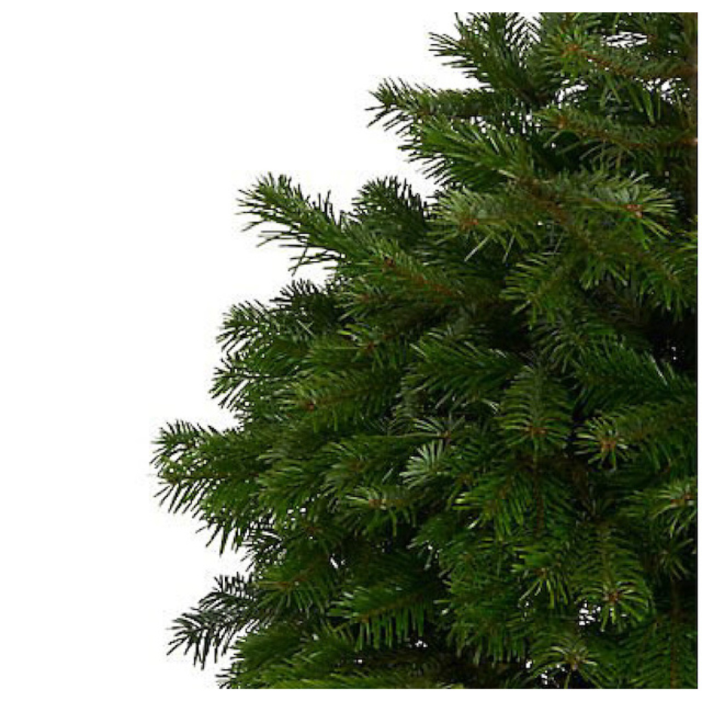 Nordman Fir (Pot Grown) – Leigh Trees