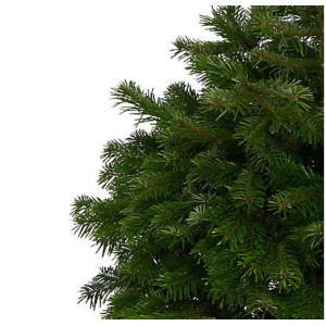 Nordman Fir (Pot Grown) – Leigh Trees