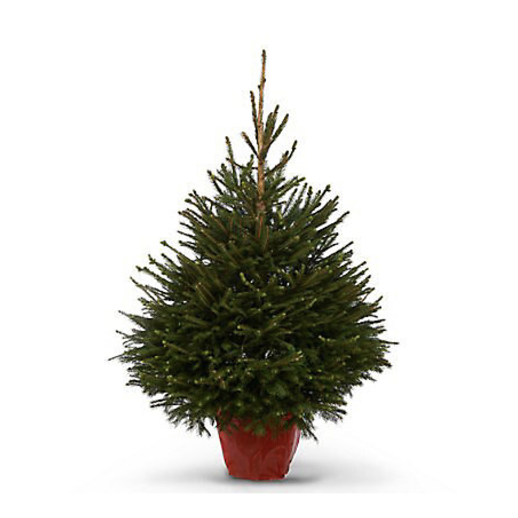 Norway Spruce (Pot Grown) – Leigh Trees