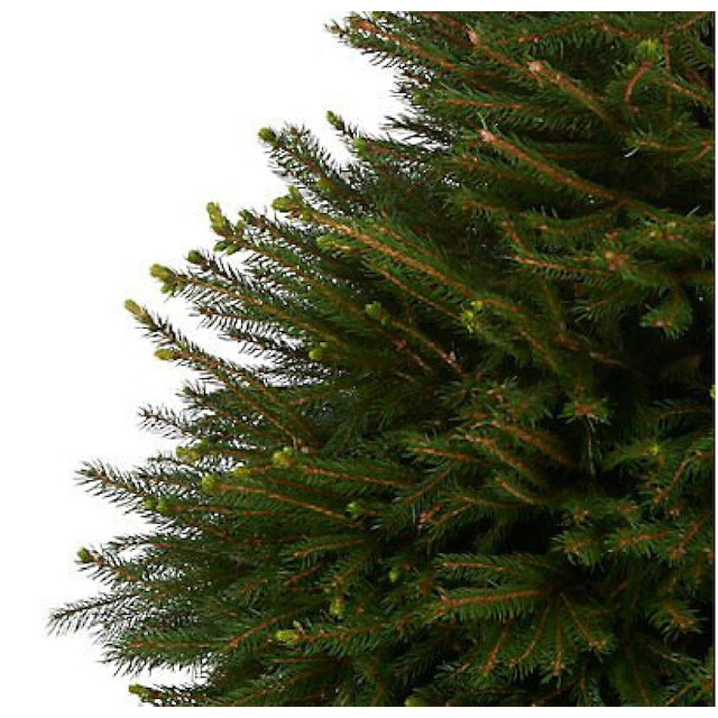 Norway Spruce (Pot Grown) – Leigh Trees