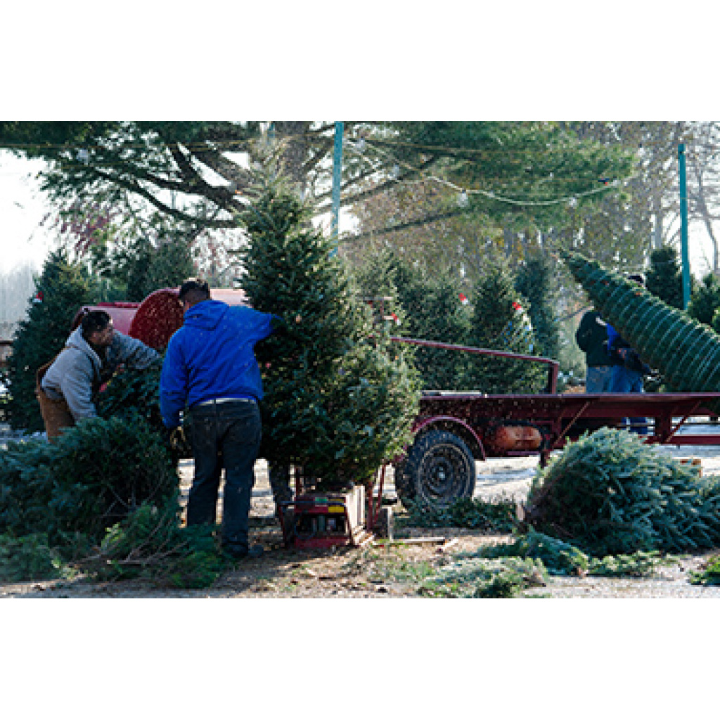 Leigh Trees – 07988816997